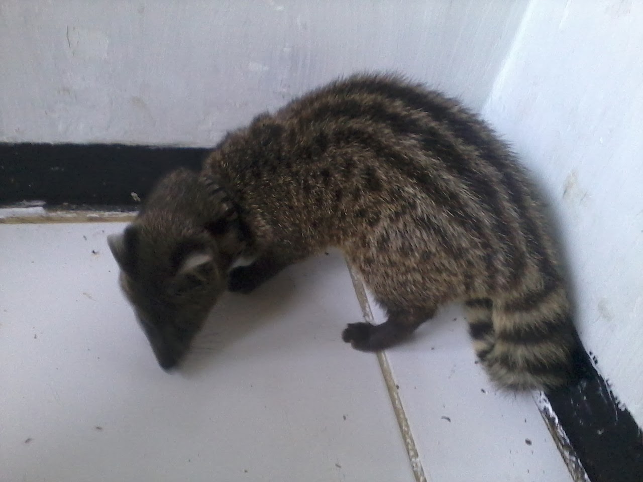 Musang Apa Yang Paling Gampang Dipelihara? | Drh. Fira Sovica