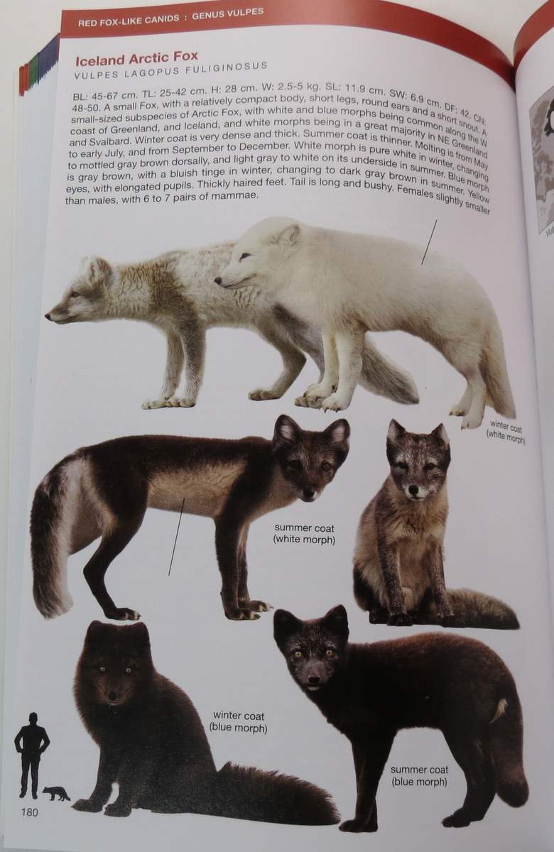 Book Review - Canids of the World, Princeton Field Guides - Travels ...
