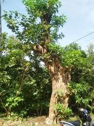 Istana Kupu Kupu: Khasiat dan Harga Pohon Pule di Jawa Timur