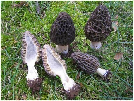 Setas y hongos: Morchella conica - Colmenilla, cagarria