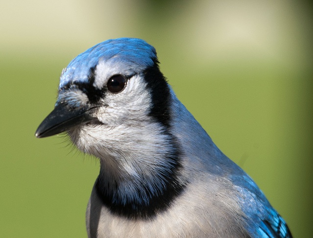 Me, Boomer and The Vermilon River: Scenes Of the Upper River, Blue Jays ...