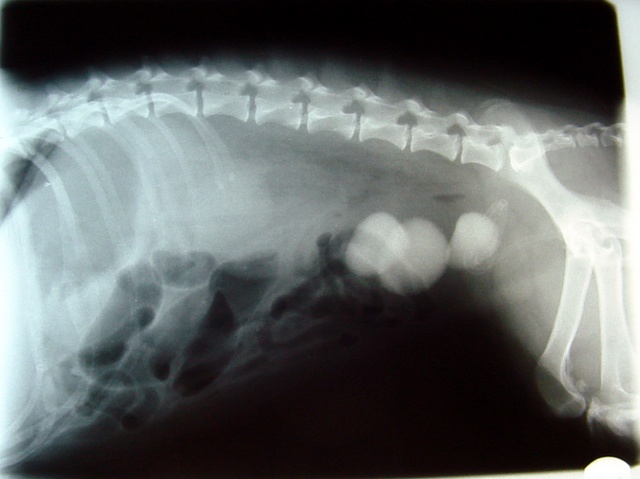 Bladder Infections In Dogs