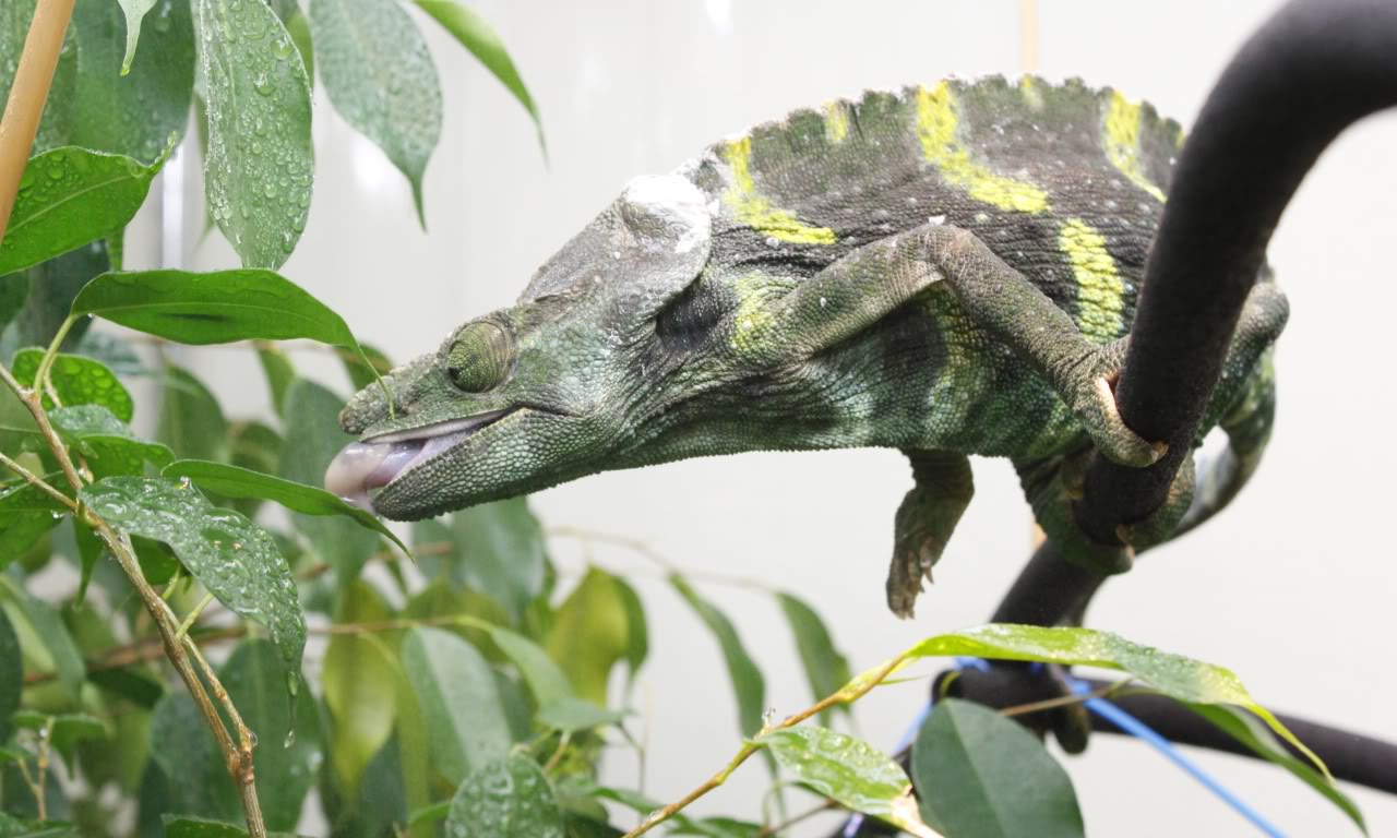 Meller's Chameleon | Few Interesting Facts | The Wildlife