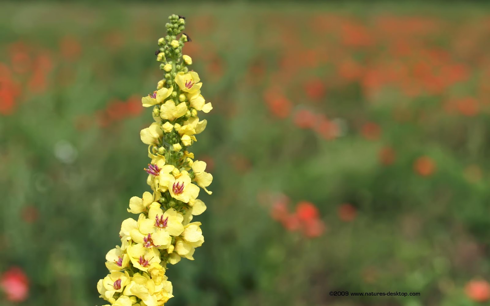 Bumble Bee Lane: Swap Reminder and Mullein Information