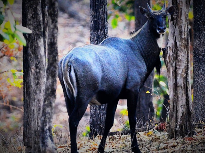 Indravati National Park information by www.EChhattisgarh.in ...
