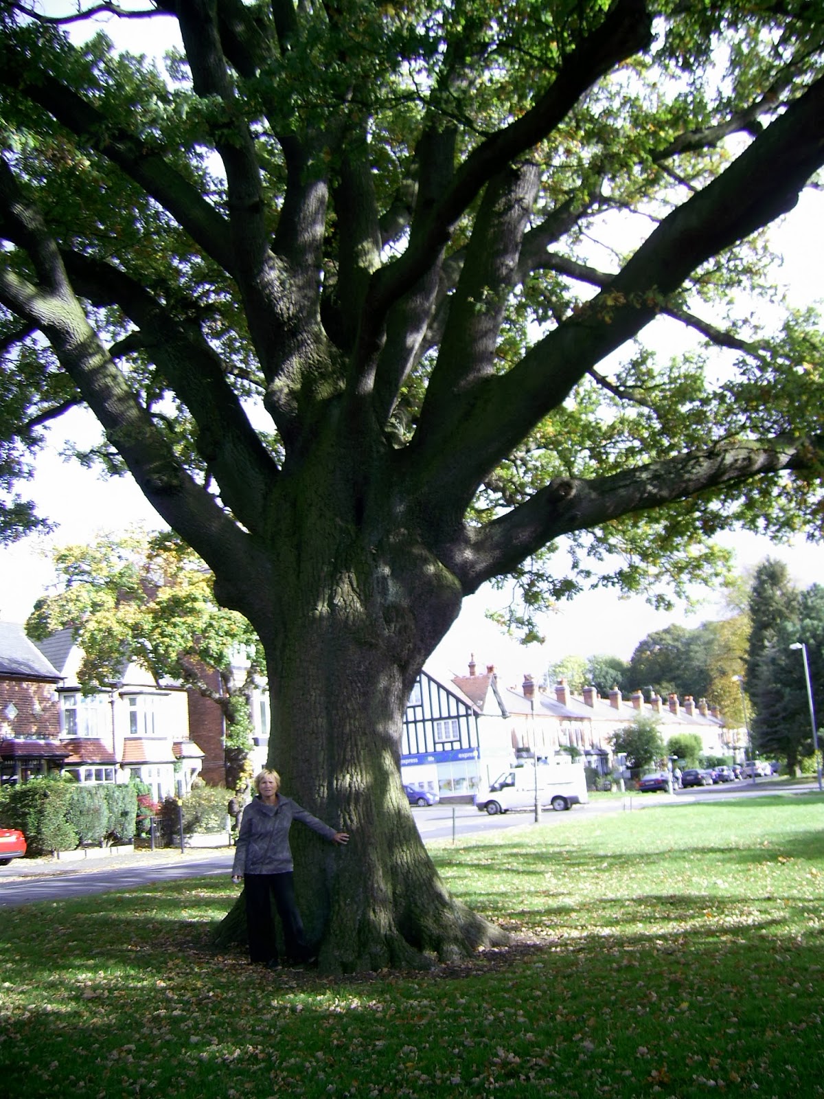 Giant Trees From Around The World: Oak Trees