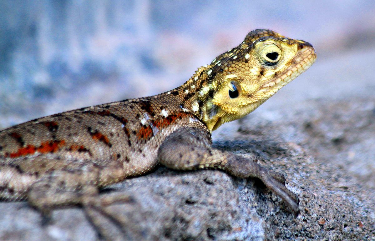 Mythology and Folklore UN-Textbook: West Africa: Why the Lizard Moves ...