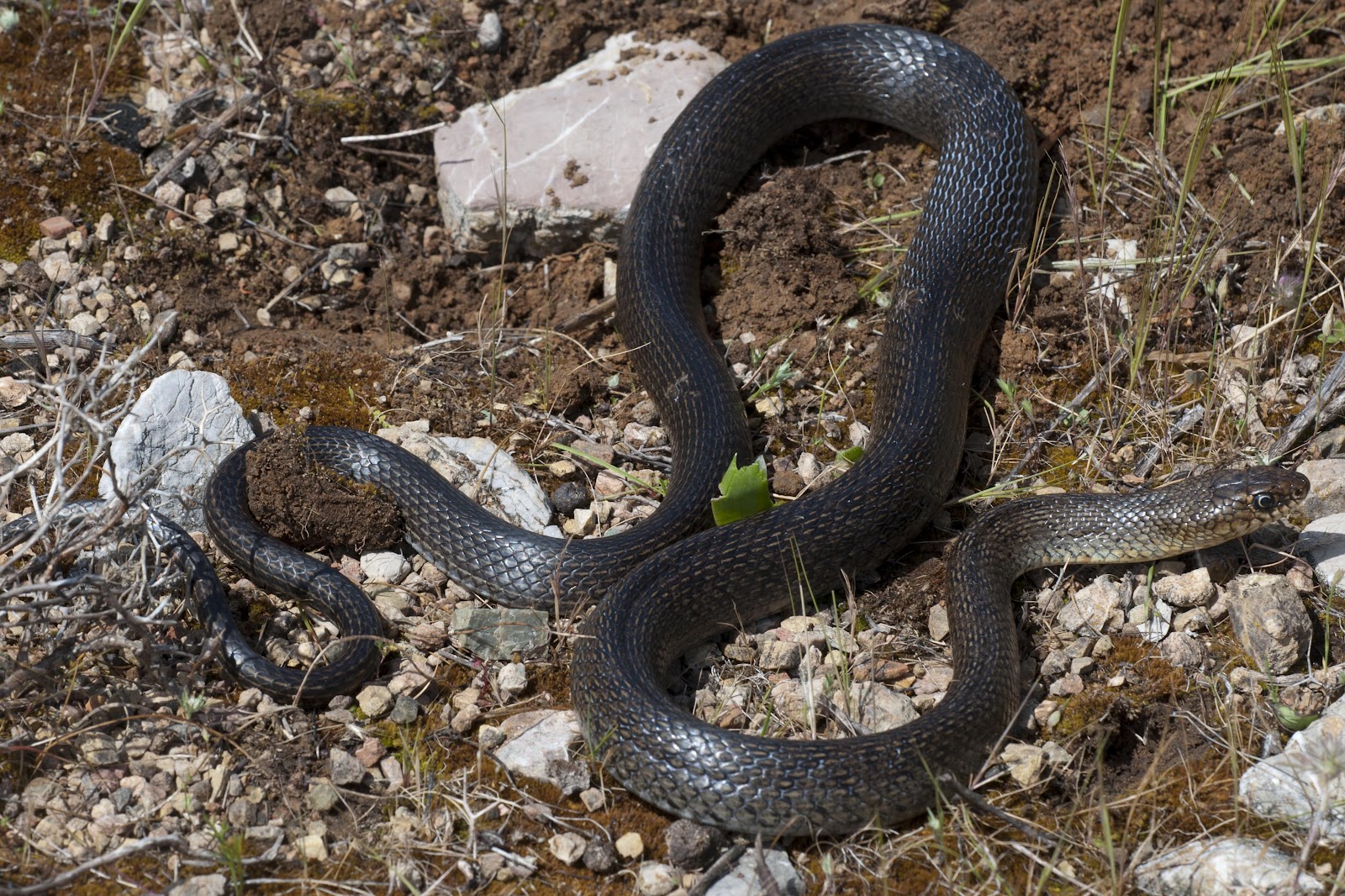 Yorkshire Field Herping and Wildlife Photography: Field Trip to the ...
