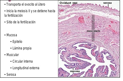 _: ANATOMÍA E IMPORTANCIA EN OBSTETRICIA DE LOS ÓRGANOS GENITALES ...