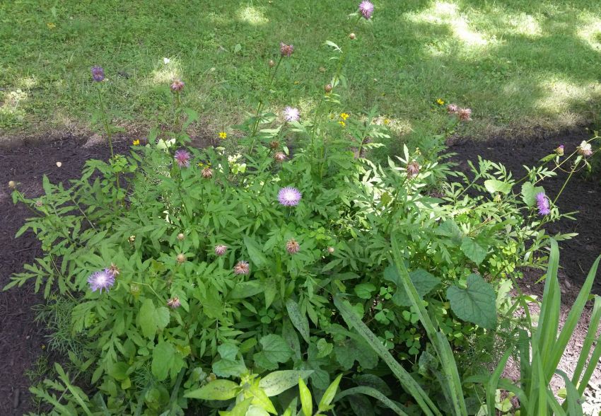 Future Plants by Randy Stewart: Centaurea