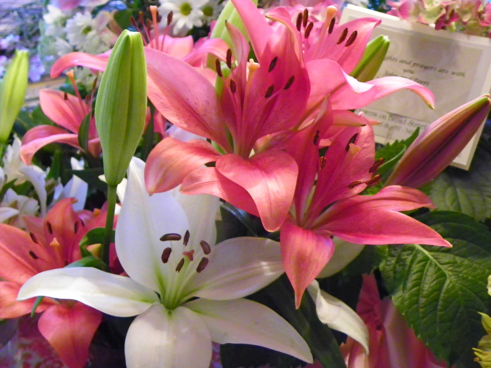 Pray For Lilly: Day 11: Lily flowers