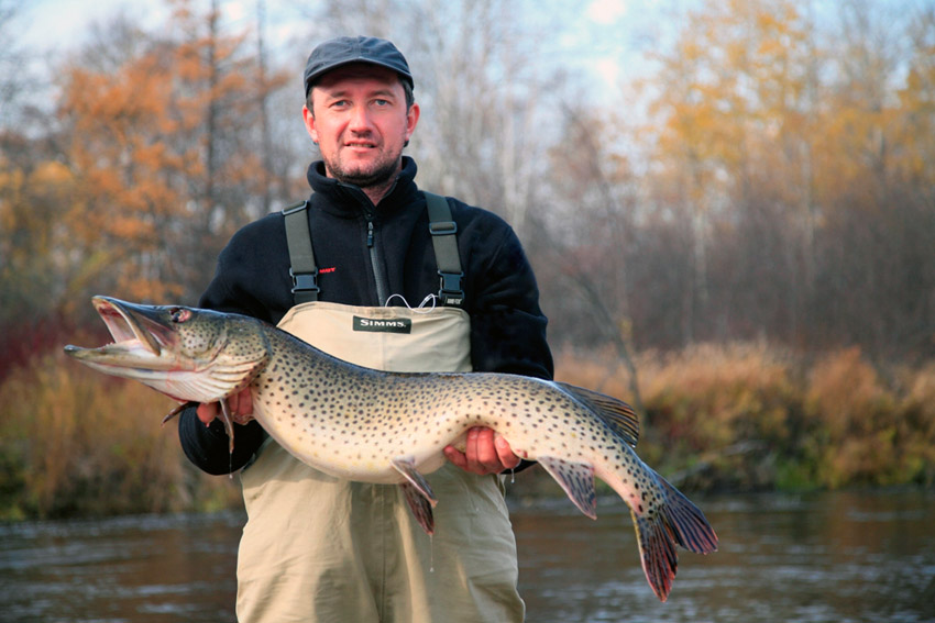 Chavanga Fish Blog: Khabarovsk Taimen fishing tour