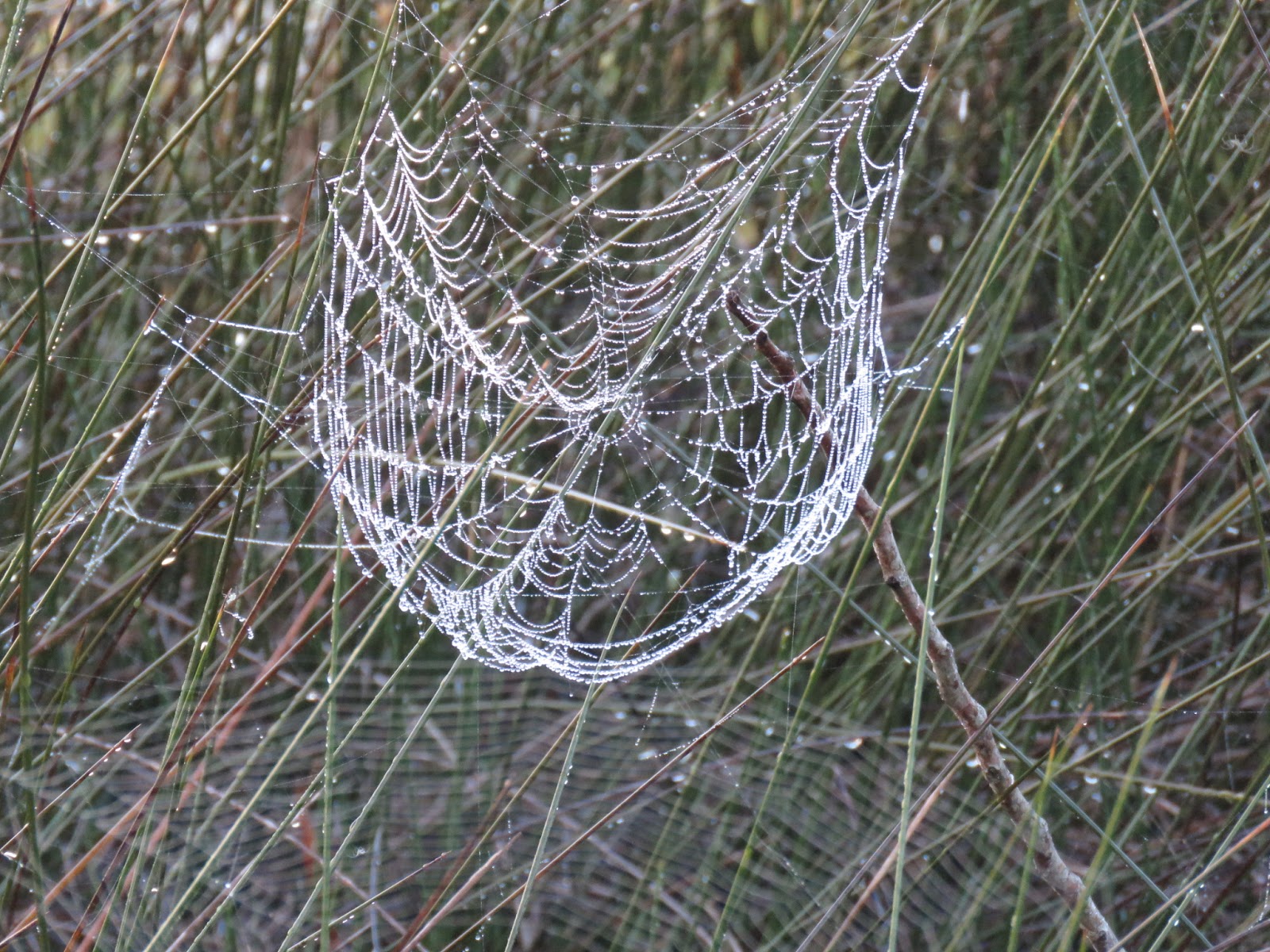 Bird & Travel Photos, Birding Sites, Bird Information: SPIDER WEBS ...