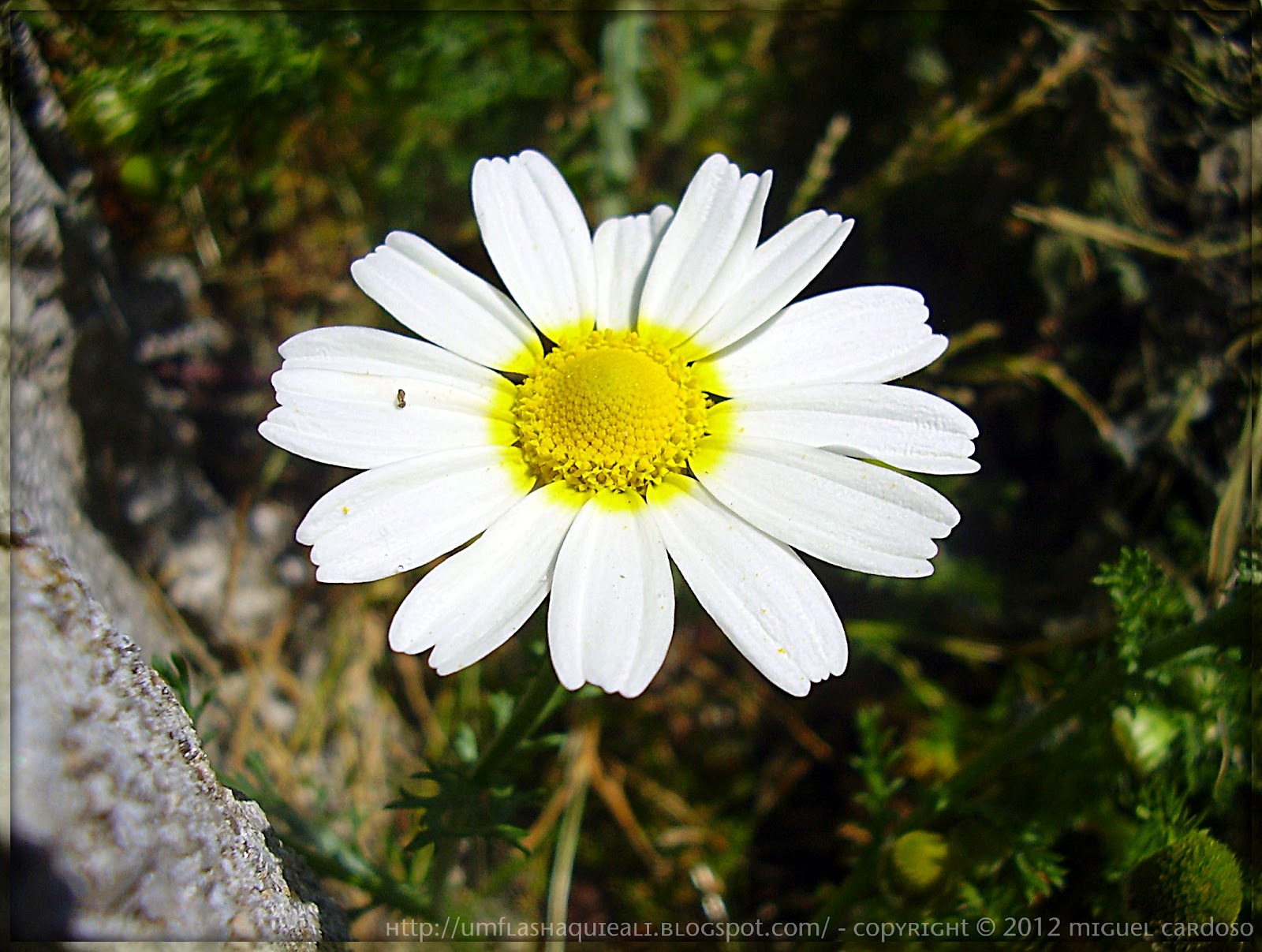 Um Flash Aqui e Ali: Malmequer Branco