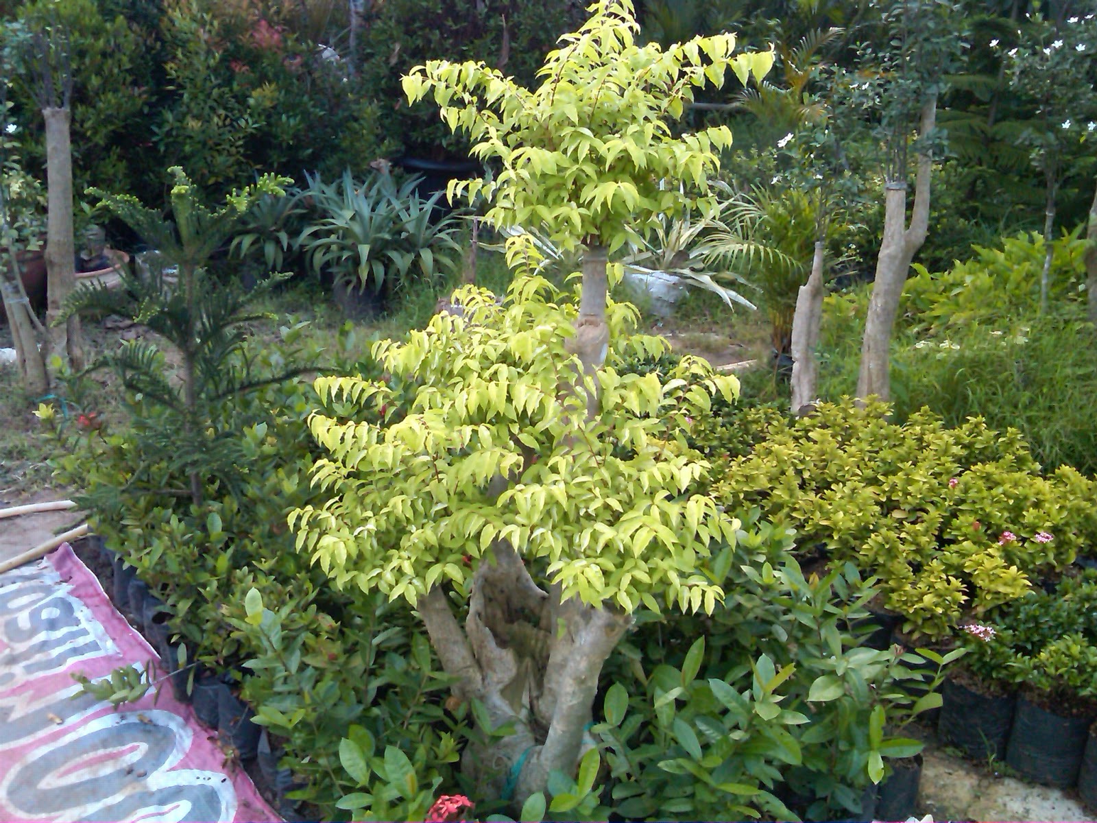 Baru 10+ Tanaman Hias Anting Putri