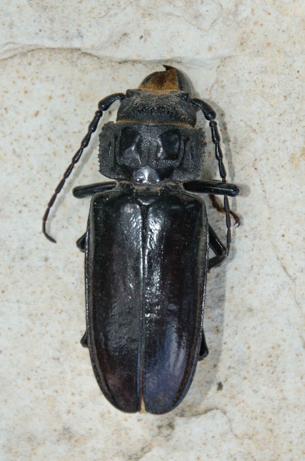 Window on a Texas Wildscape: Now THAT'S a BIG beetle!