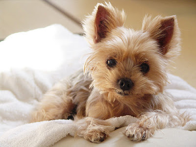 The most charming dogs in the world!: Miniature dogs