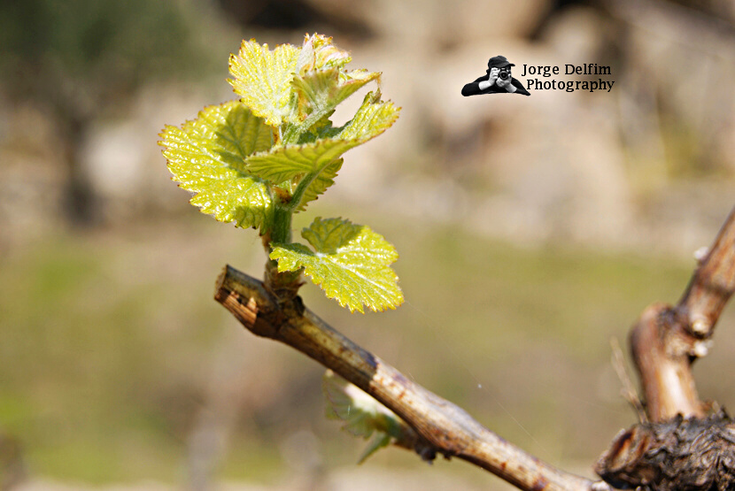 O CANTINHO DO JORGE: Um novo rebento