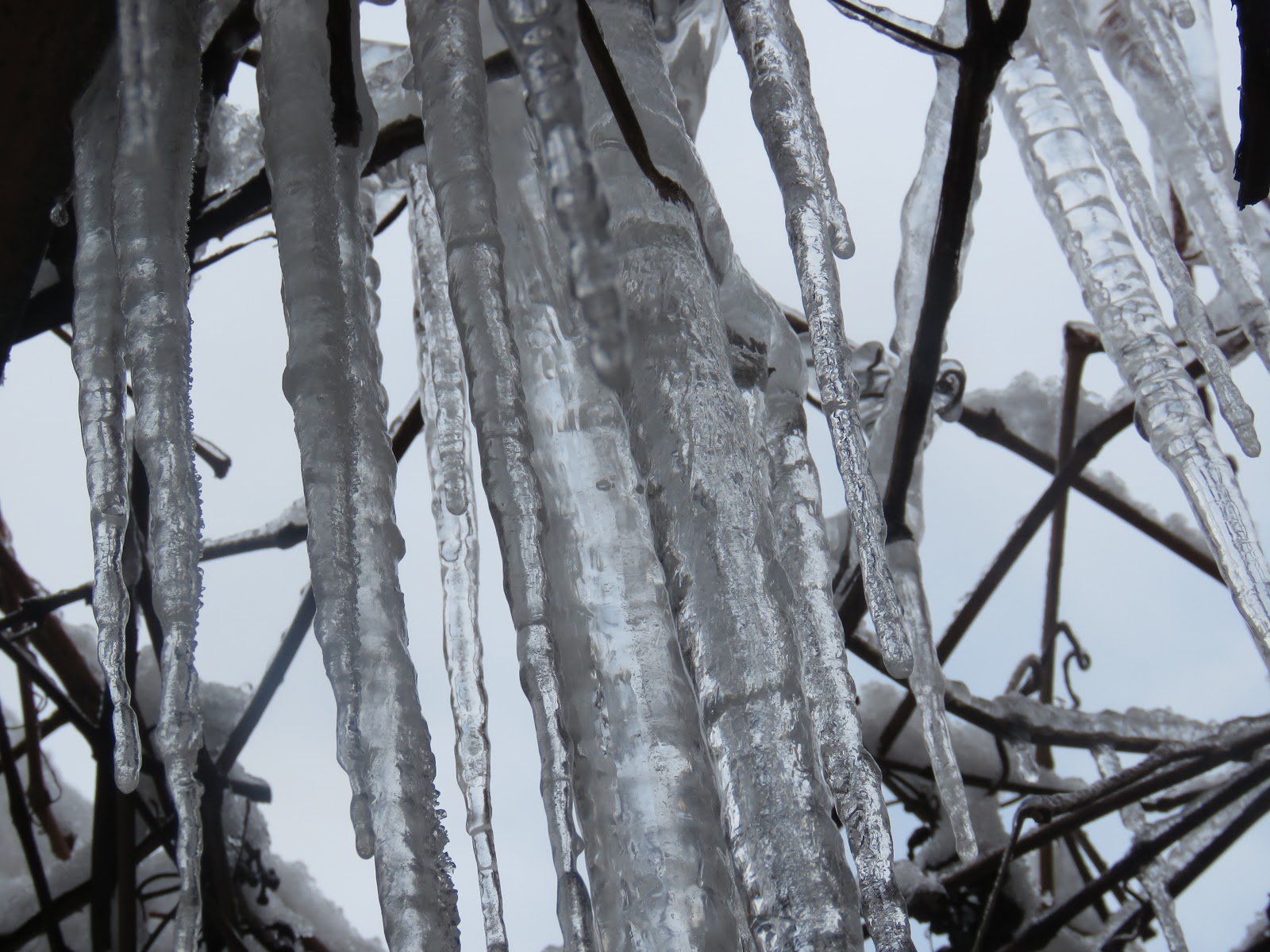 Lessons from the Lamp Post: Lesson 513: Anapestic Tetrameter