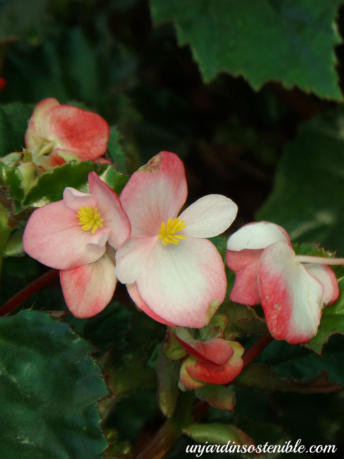 Begonia rosa Richmondensis (Begonia)