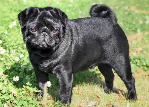 MorsoRosso: MOLOSSI DI PICCOLA TAGLIA