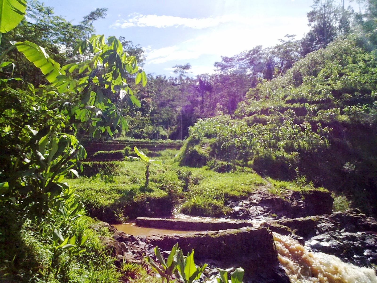 Tahukah Kamu, Berapa lama usia pohon dan semak-semak dapat bertahan ...