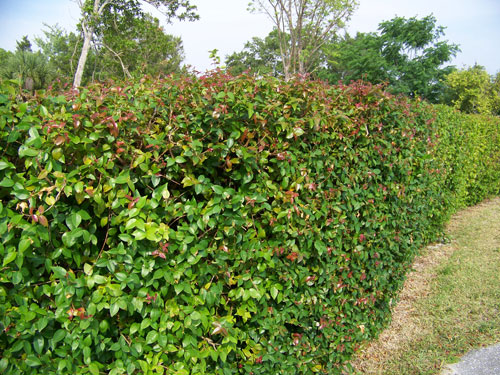 Gardening in South Florida: South Florida Hedge Plants v.I