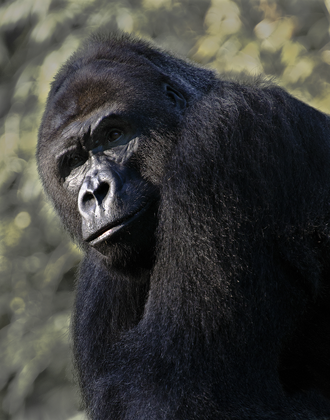 HalScott Photo: Animals