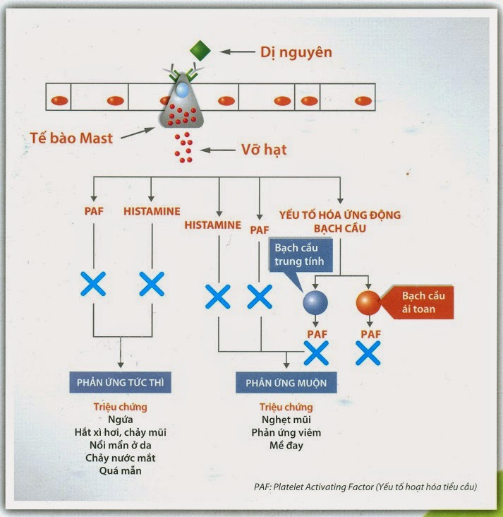 Rupatadine - Thuốc kháng histamin mới điều trị viêm mũi dị ứng | Bệnh ...