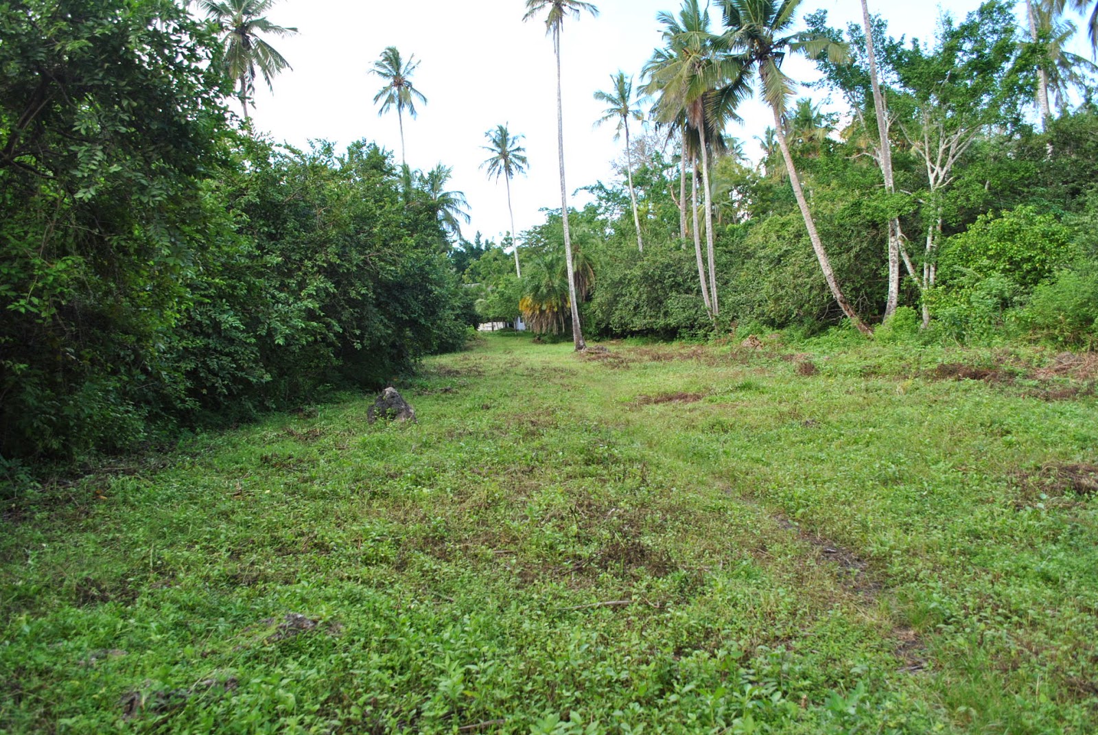 T-E-M-B-E-A Tanzania: JOZANI forest - Zanzibar