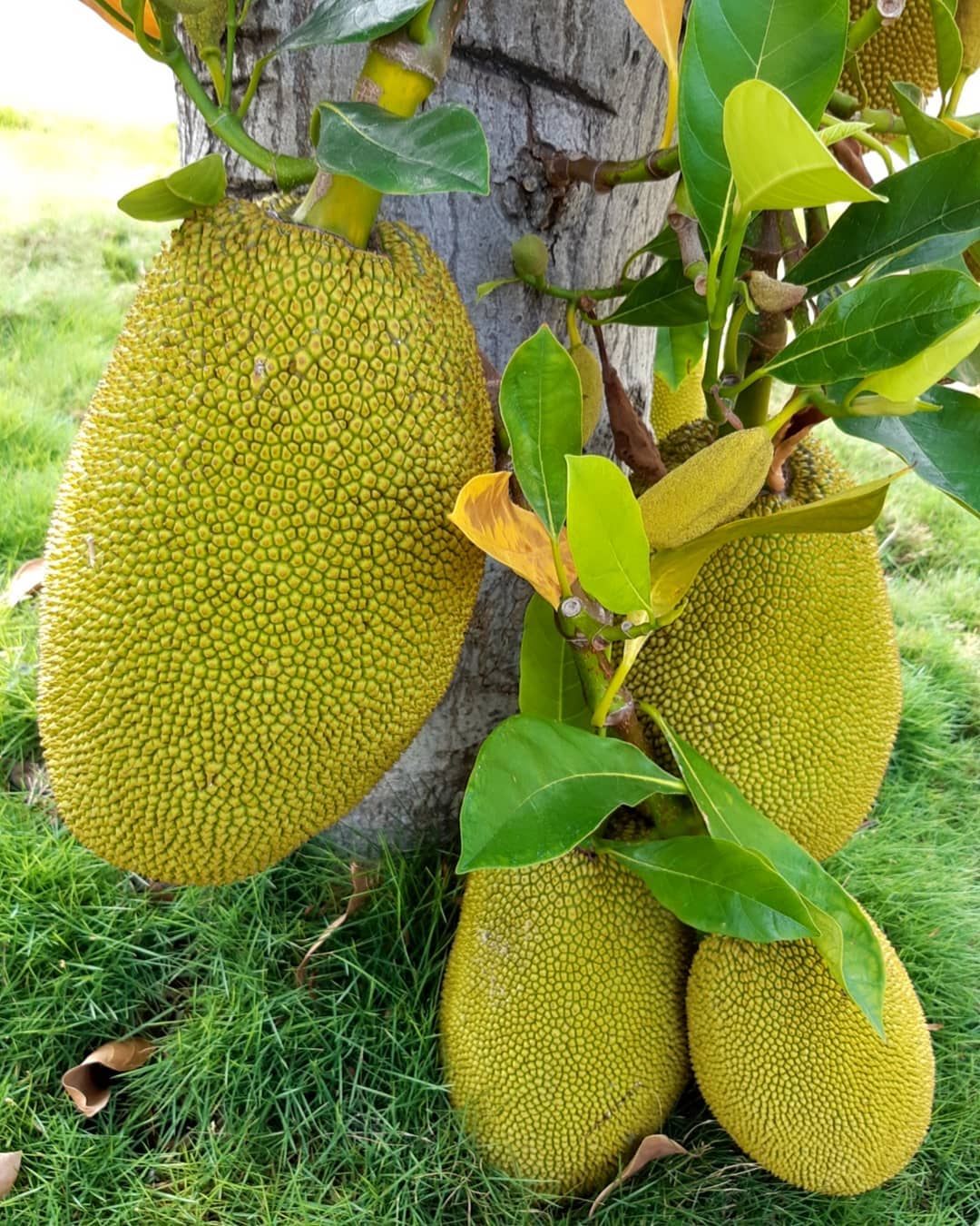 Yaca | Artocarpus heterophyllus - Mundo Hispánico™