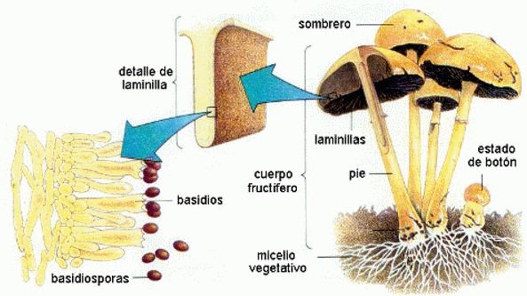 microscopia vegetal