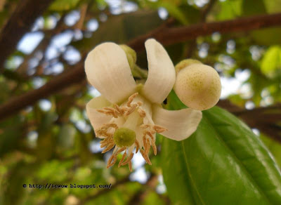Batabi Lebu Ful(বাতাবী লেবু ফুল) - Citrus maxima
