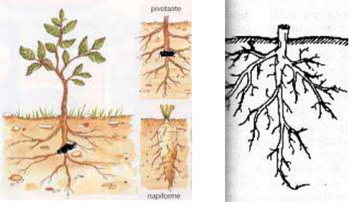 Você e as Ciências: Morfologia e Anatomia Vegetal