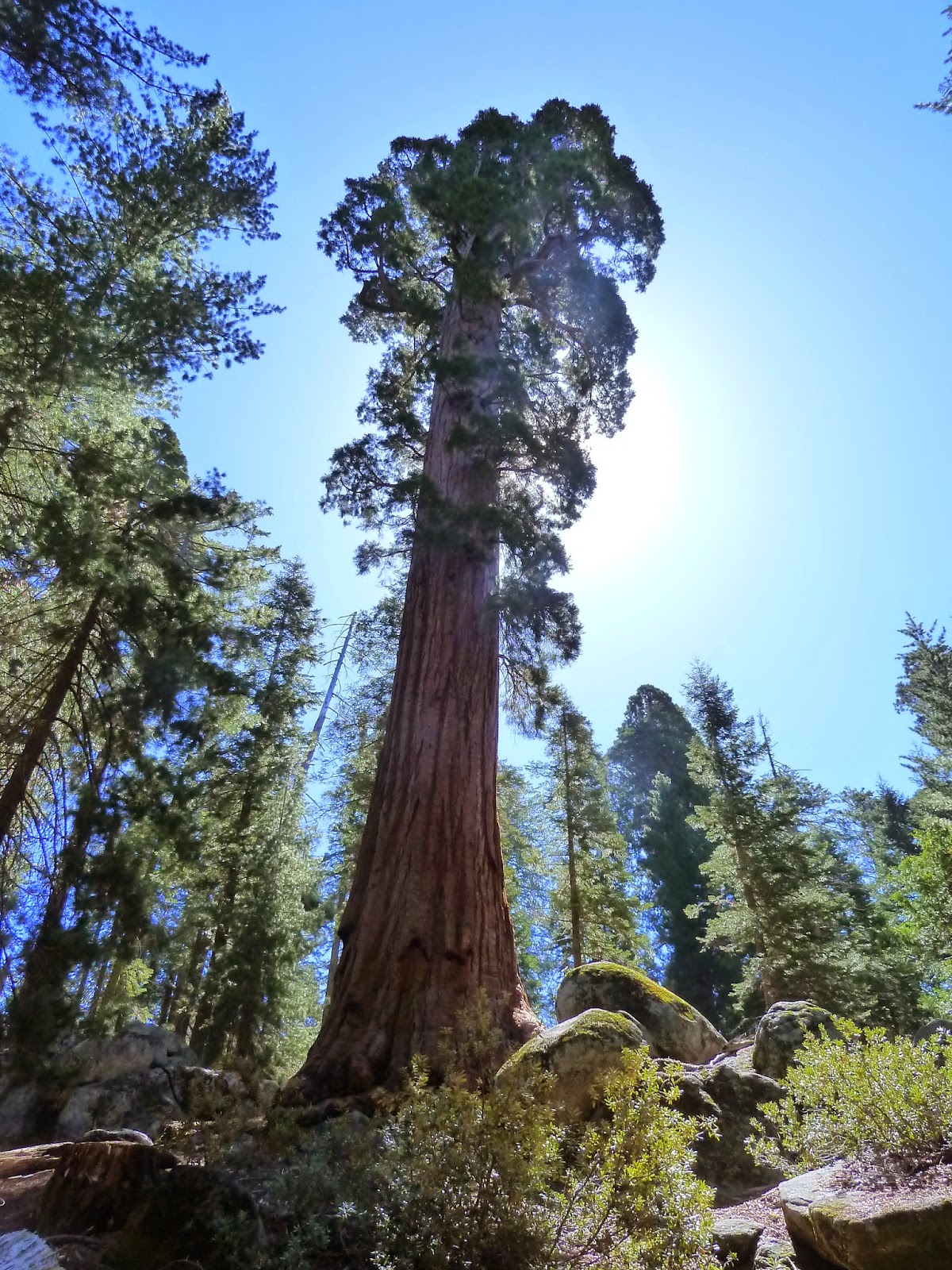 Blowin' the Wind...: we au pays des séquoias