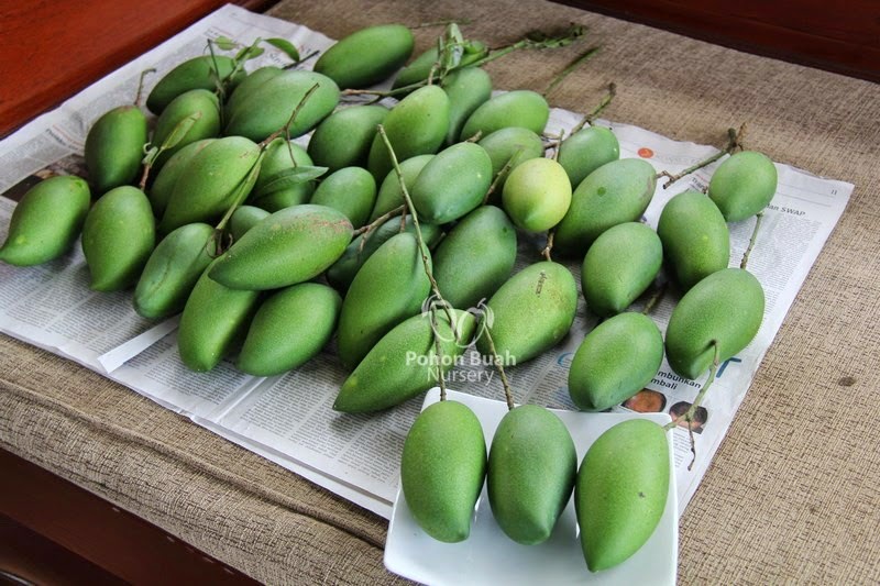 PBN: Mangga Falan (thunder)