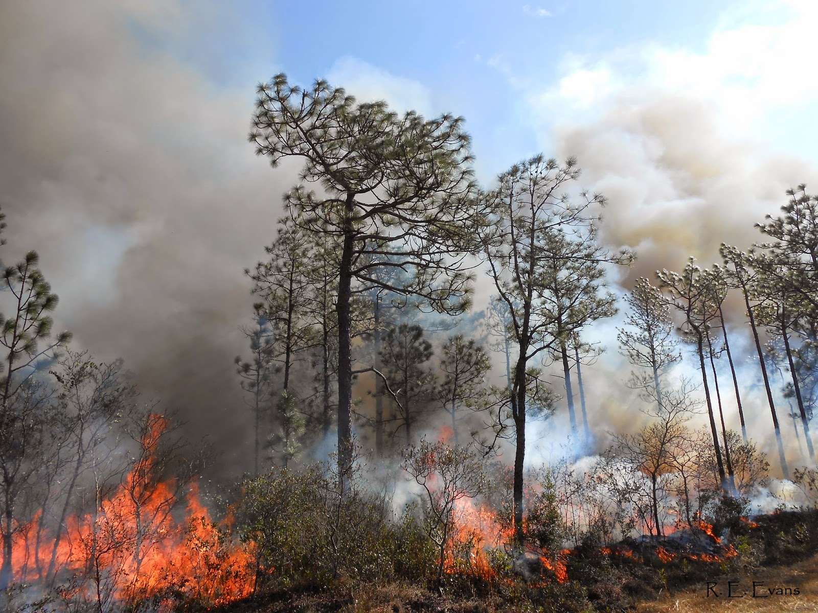 NC Plant Conservation & Beyond: The Long Awaited Summer (Fire) - Will ...