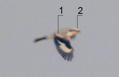 Na ptaki: Jak dorwać srokosza stepowego.