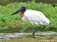 Jabiru | Facts About All