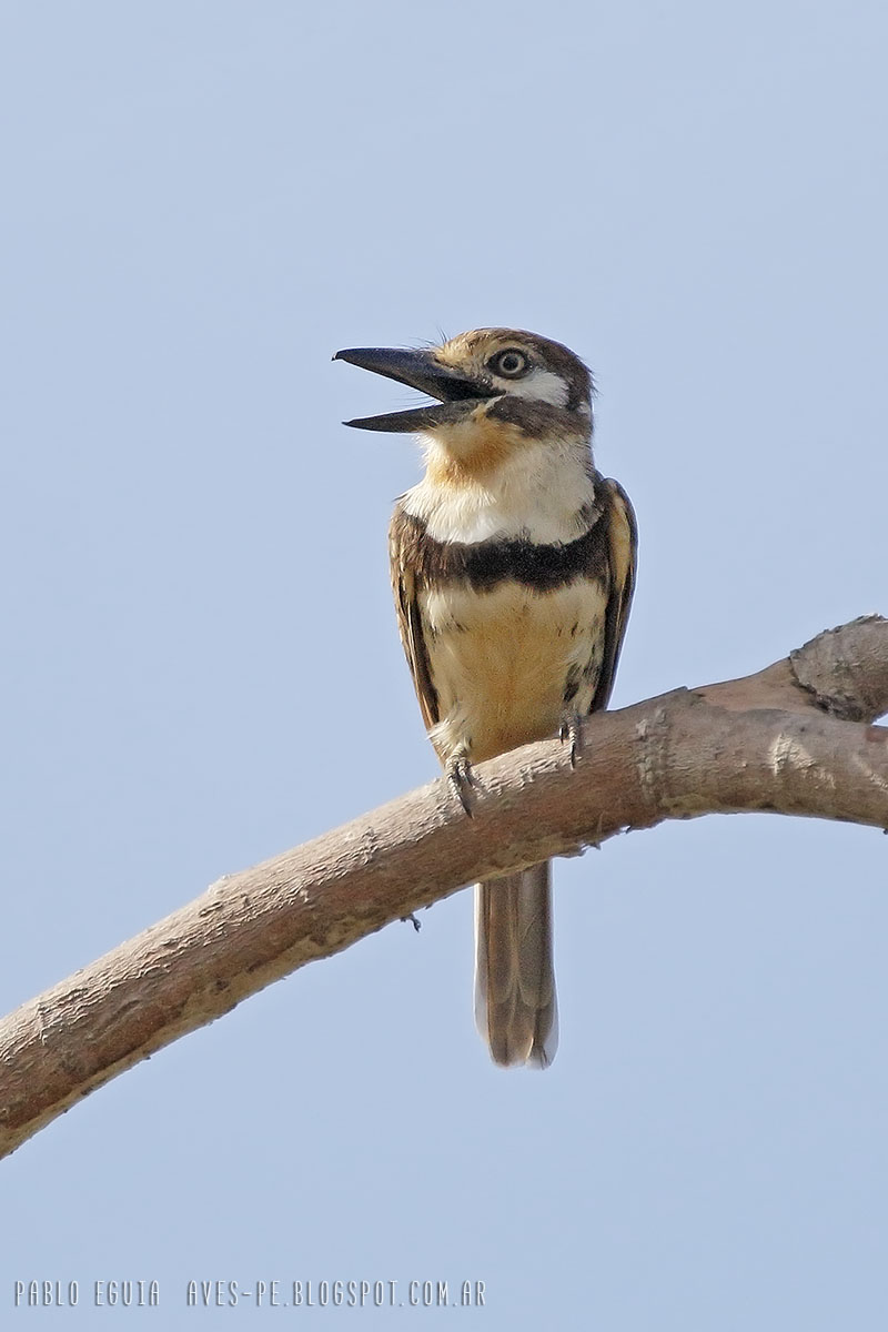 mis fotos de aves: Hypnelus ruficollis Buco Bobito Russet-throated Puffbird
