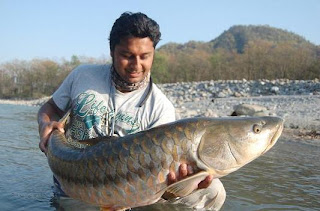 Big Fishes of the World: MASHEER