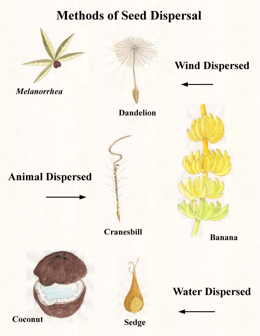 The Amazing World of Science: Summaries of Issues in Science Curriculum ...