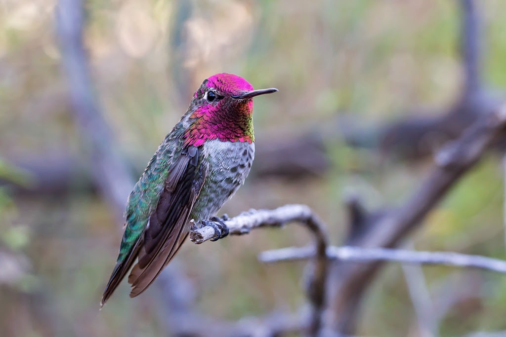 Your Daily Dose of Sabino Canyon: Cool Summer Hummingbird