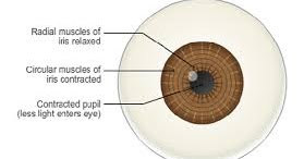 Cambridge IGCSE Study Help: The Eye - Muscles of the Iris