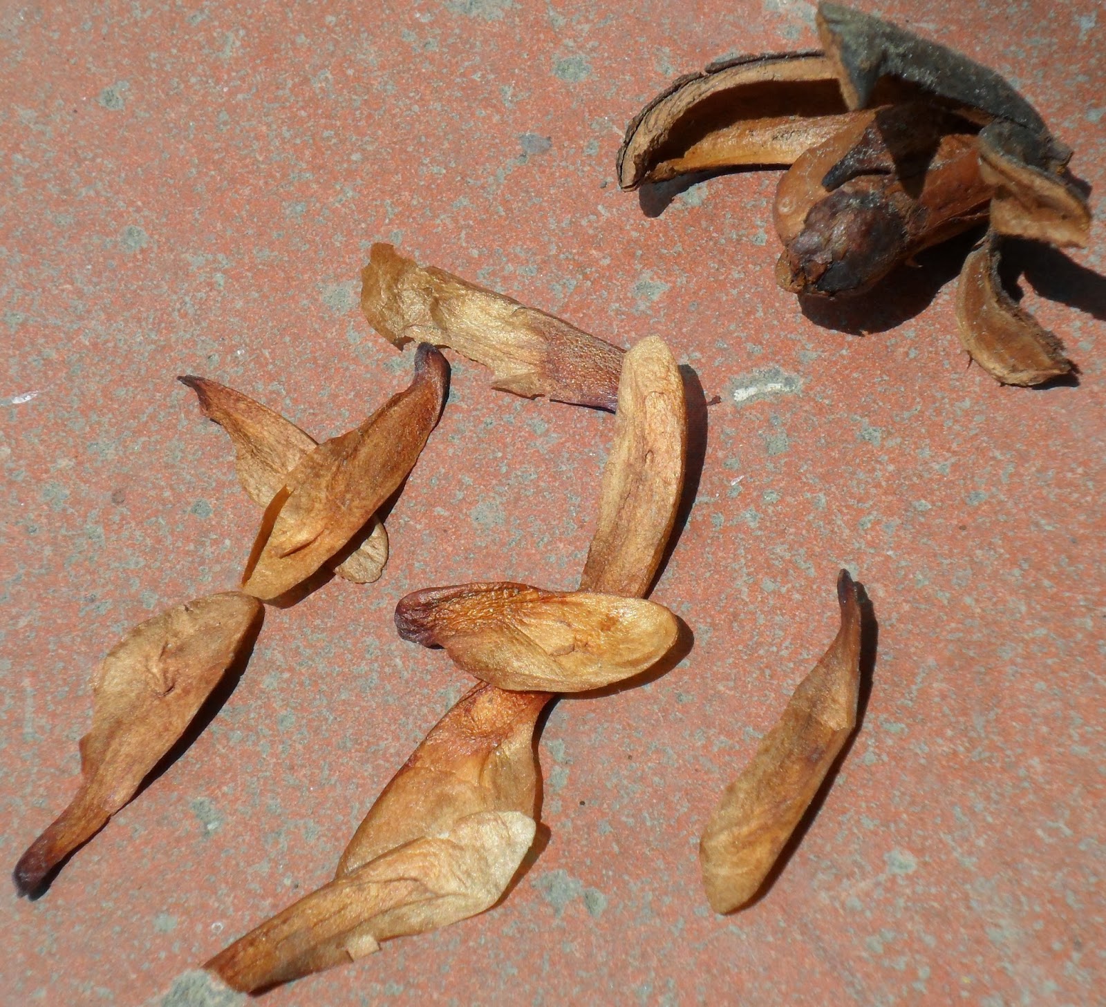 COLECCIÓN DE SEMILLAS DE ÁRBOLES Y ARBUSTOS NATIVOS DE LA UPTC: PÓSTER ...