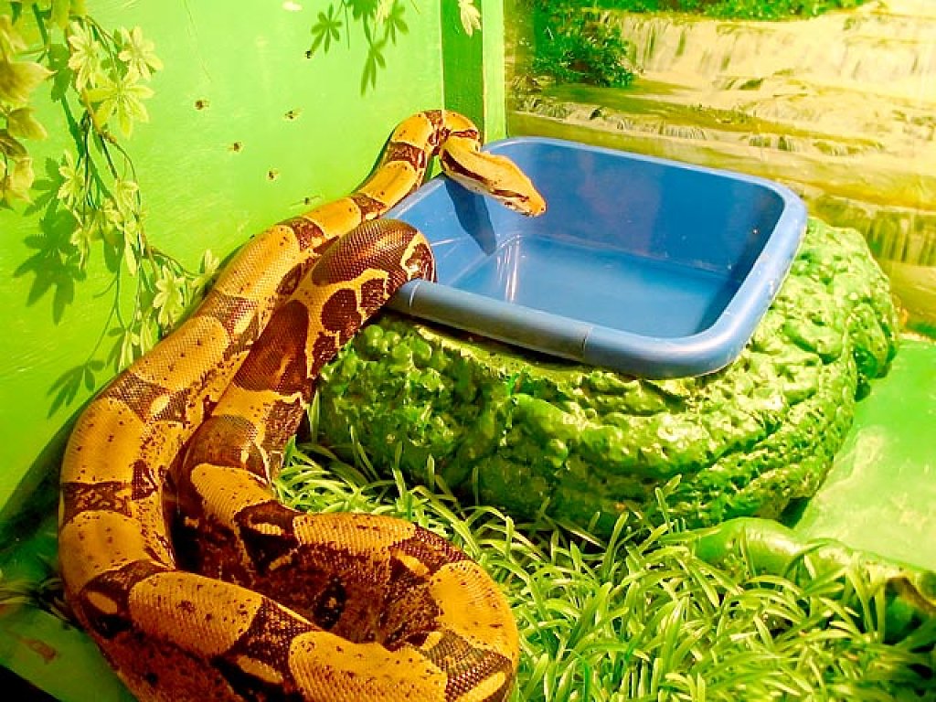 Animal a Bordo: Una BOA como MASCOTA