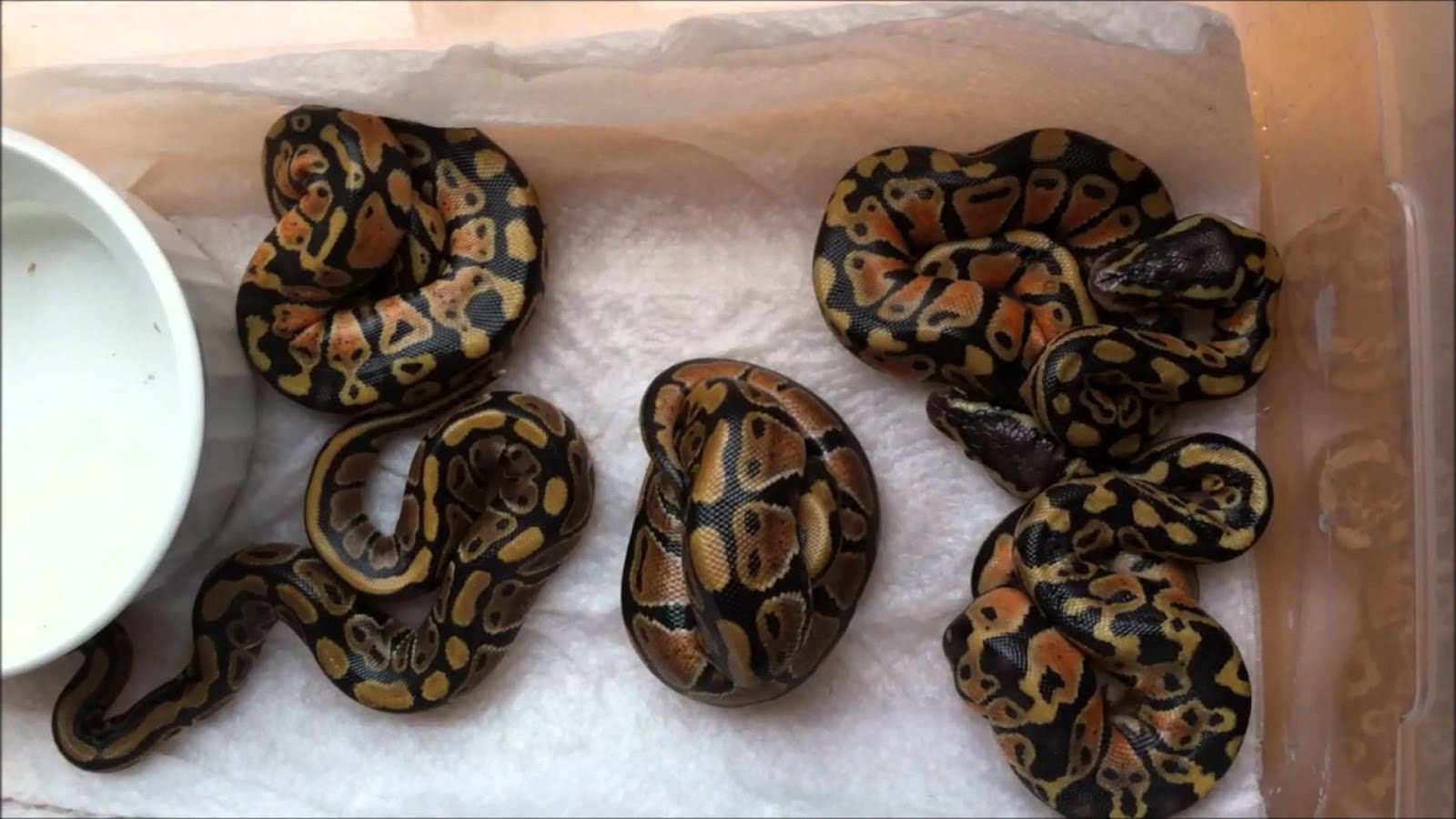 Tips Memilih Ular Dan Merawat Ular Ball Python ~ SainExotic