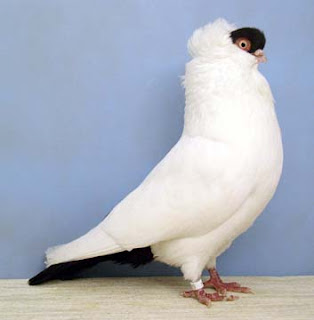 The Pigeon Breed: Pigeon Breed Black German Helmet
