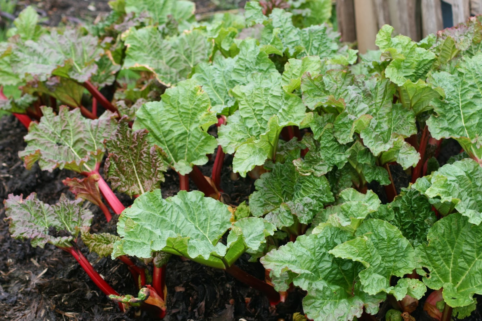Allotment: From Plan to Plot to Platter: Growing Rhubarb - the winter ...