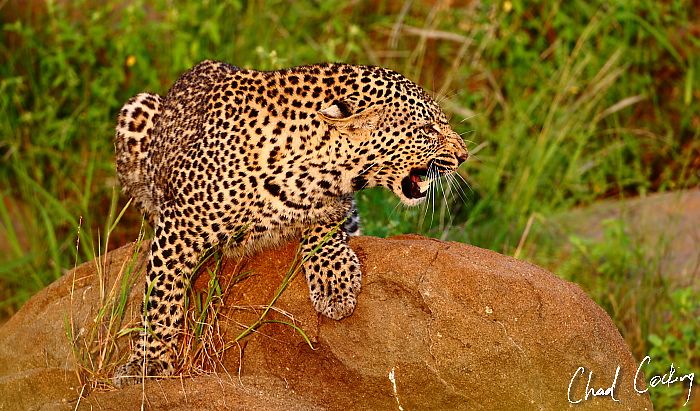 .: 9th February – One Brave Leopard!